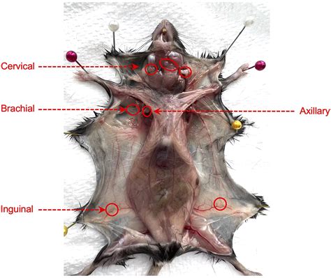 Cell Press STAR Protocols