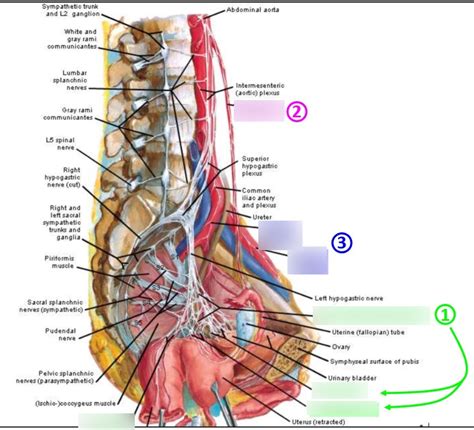 Netter S Pelvic Hemisection Diagram Quizlet