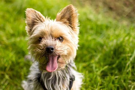 A qué edad deja de crecer un perro yorkshire