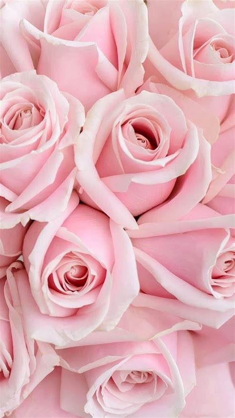 Pink Rose Wallpapers