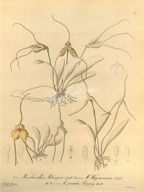 Pin By Maxie Jingles On Graphite Illustrations Botanical Drawings