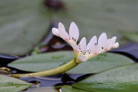 12 Types Of Aquatic Flowers To Grow In Water 2000 Daily