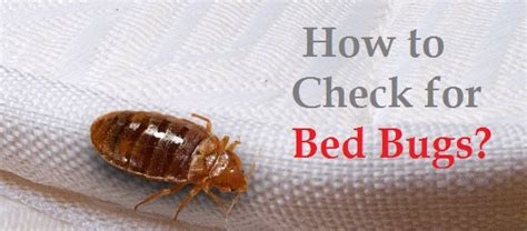 How To Check For Bed Bugs