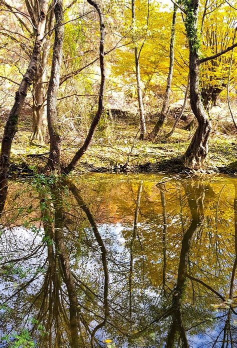 Tree Trunk In Water Stock Photo Image Of Trunks Trees 103910716