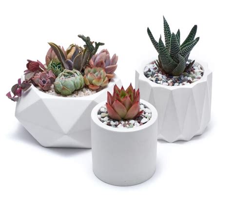 Macetas Con Grupos De Plantas De Interior Sobre Fondo Blanco Echeveria