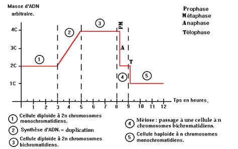 La méiose processus cellulaire à l origine des cellules haploïdes