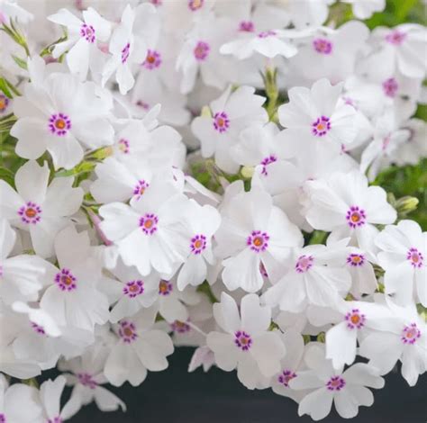 Amazing Grace Creeping Phlox Mygardenchannel