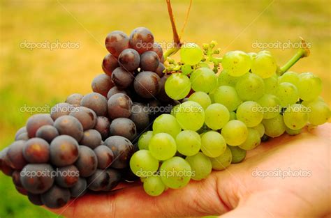 Racimos De Uvas De Variedades Tintas Y Blancas