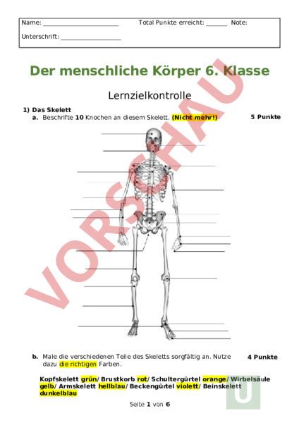 Arbeitsblatt NMG Test Knochen Biologie Anatomie Physiologie