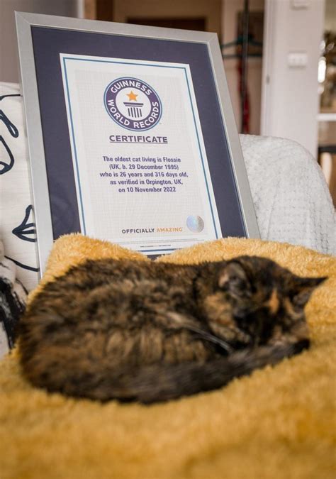Flossie Named World S Oldest Cat By Guinness Book Of Records