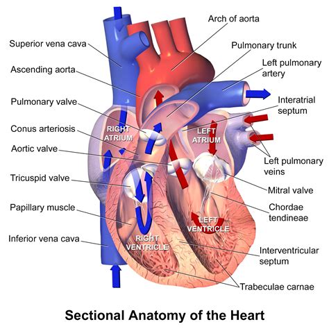 Heart Diagram Parts And Functions Heart Anatomy Labeled Dia