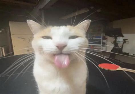 BLEHHHHH P Cat Template BLEHHHHH P Cat Cat Memes Silly Cats