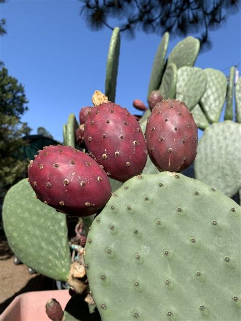 Opuntia Ficus Indica The Ruth Bancroft Garden Nursery
