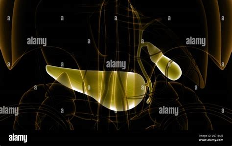 Órganos internos humanos páncreas con vesícula biliar Anatomía