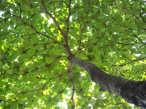 Pohon Ketapang Taksonomi Morfologi Sebaran Habitat Manfaat