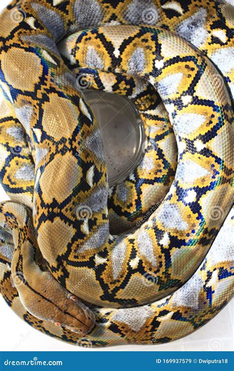 reticulated python python reticulatus stock image image of ball looking 169937579