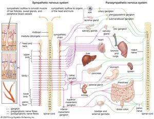 Autonomic Nervous System Divisions Functions Britannica