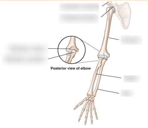 Upper Limb Bones Diagram Quizlet