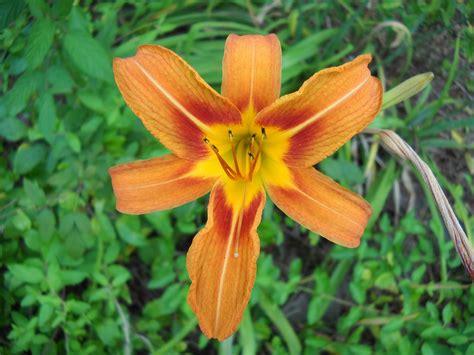 Dag Lilja Blomma Orange Gratis foto på Pixabay Pixabay