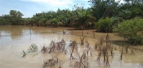 Diguyur Hujan Sungai Hanakau Meluap Banjiri Sawah Hingga Kebun Sawit