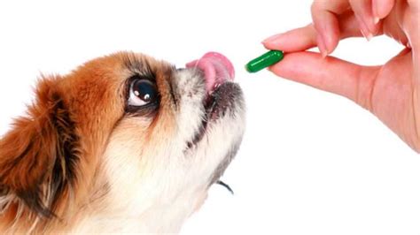 Las Enfermedades Caninas M S Comunes