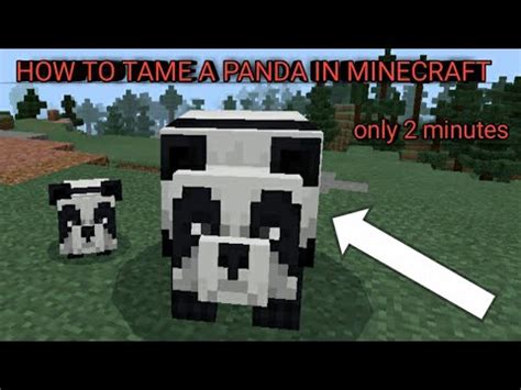 HOW TO TAME A PANDA IN MINECRAFT REAL DAKSH GAMER YouTube