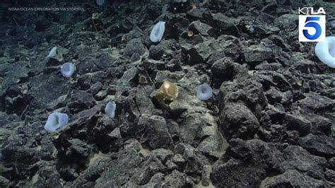 Mysterious Golden Orb Discovered On The Ocean Floor YouTube
