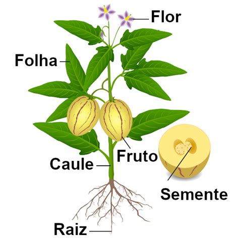 Biologia Ciclos Reprodutivos E Plantas Sem Sementes Biologia Entre