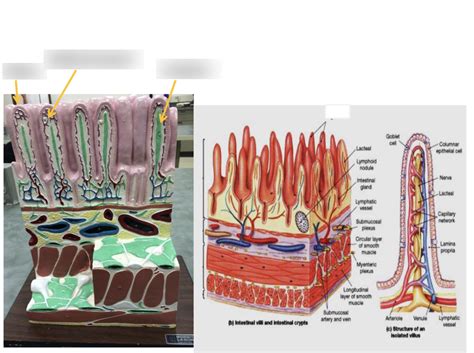 Intestinal Villi Diagram Quizlet