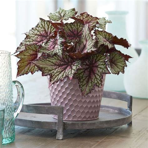 Rex Begonia How To Grow And Care As A Houseplant Plants Spark Joy
