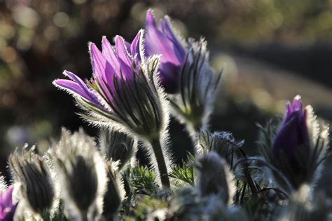 Pasque Flor Primavera Naturaleza Foto Gratis En Pixabay Pixabay