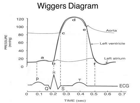 Wigger S Diagram Diagram Quizlet