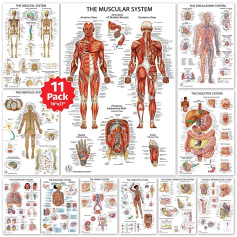 Buy Human Anatomy S Medical S Muscular Skeletal Nervous