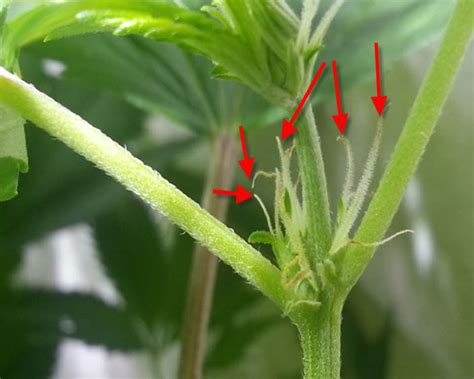 Prefloraci N De Cannabis Fase De Transici N De Etapas