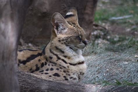 What Is A Serval And How To Distinguish It From Other Wild Cats
