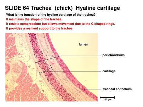 Trachea Slide Chondrocytes
