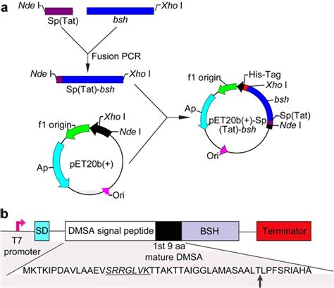 A Construction Of Expression Plasmid PET20b SP Tat Bsh SP Tat