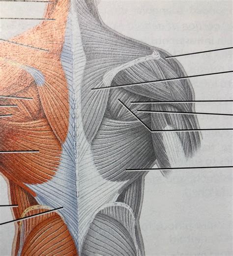 Muscles Of The Posterior Neck Trunk And Shoulder Diagram Quizlet