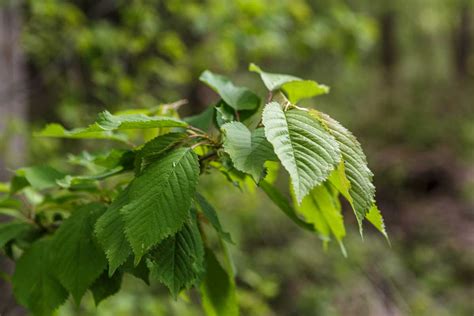 7 Unterstützungsprojekt Wald Lehr Insel Bleicherbach GUUTE Bäume