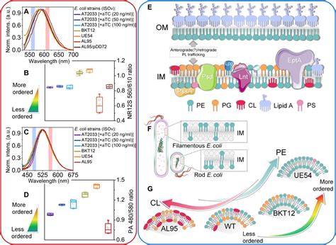Phospholipid Distribution In The Cytoplasmic Membrane Of Gram Negative
