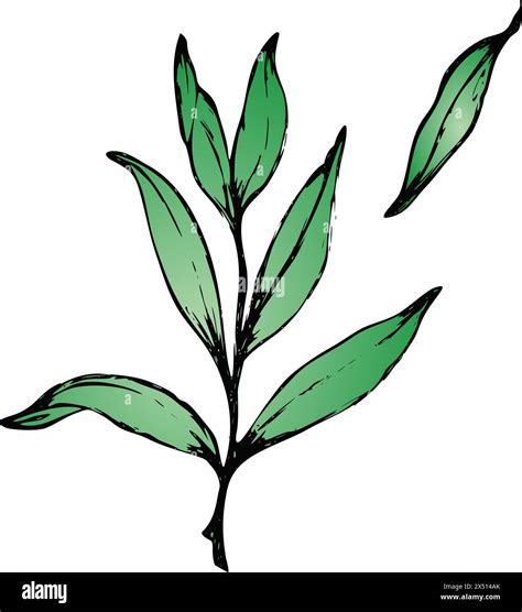 Vector Branches And Leaves Hand Drawn Floral Elements Vintage