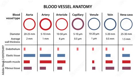 The Human Circulatory System Anatomy Of Blood Vessels Diagram Of The