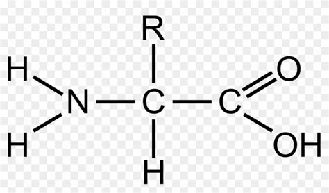 Amino Clipart Generalized Structure Of An Amino Acid Free