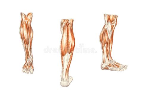 La Anatomía Del Hombre Los Músculos De La Pierna Stock de ilustración
