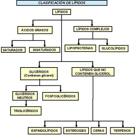 Mapa Conceptual De L Pidos Gu A Paso A Paso