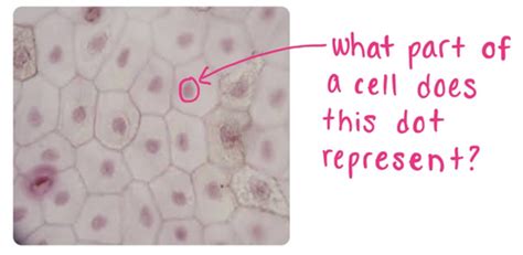 Ch Picture Labeling Cell Structure And Cell Division Flashcards