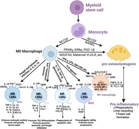 Molecular Determinants Of The Differentiation And Polarization Of