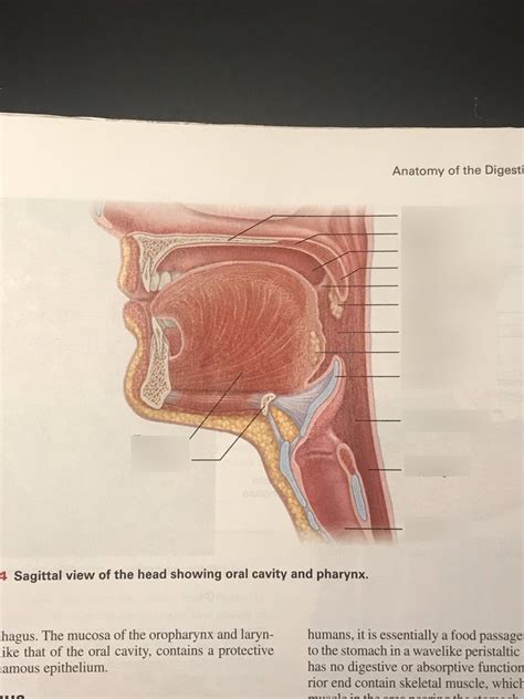 Sagittal View Of Head Diagram Quizlet
