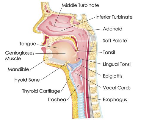 Throat And Tonsil Cancers