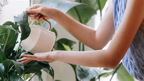 Cómo revivir una planta marchita tras las vacaciones NIUS